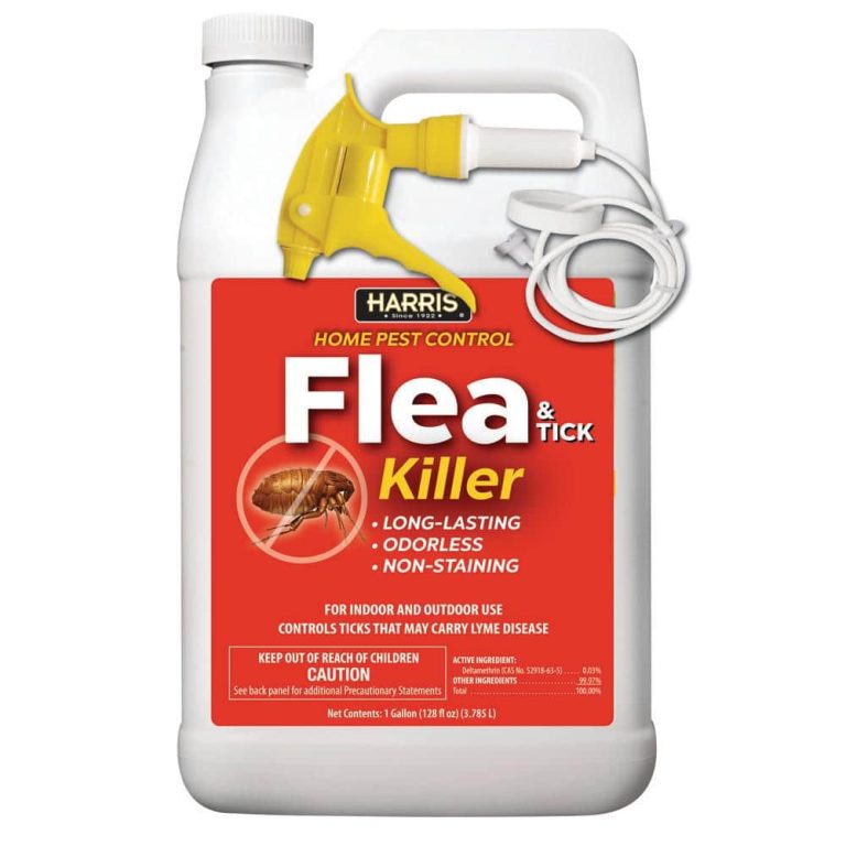 The Dangers of Leaving Flea Infestations Untreated – Salisbury